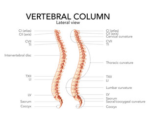 Human vertebral column spine anatomy side Vector Image