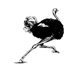 Ostrich Sketch Vector Images (over 630)