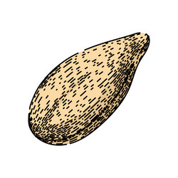 Raw sunflower seed sketch hand drawn Royalty Free Vector