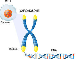 Cell structure genetic material from gene to dna Vector Image