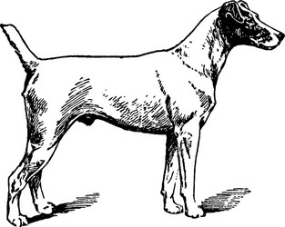 Fox Line Drawing Vector Images (over 6,100)