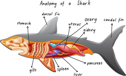 Shark Gills Vector Images (over 160)