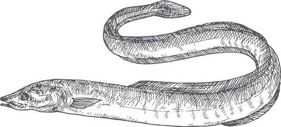 Eels Vector Images (over 3,100)