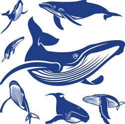 Image of whale Royalty Free Vector Image - VectorStock