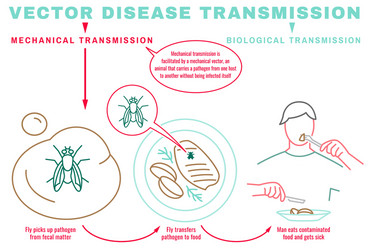 Disease transmission poster Royalty Free Vector Image