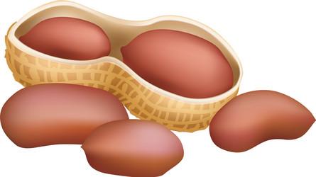 Pili nut icon cartoon style Royalty Free Vector Image