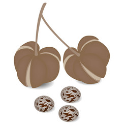 A growth cycle of rubber tree hevea brasiliensis Vector Image