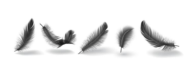 Bird feather group shapes realistic set Royalty Free Vector