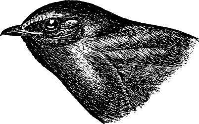 Purple Martin Vector Images (over 110)