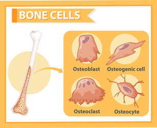 Osteoblasts Diagram