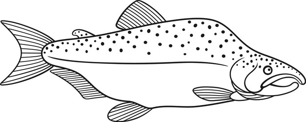Humpback salmon Royalty Free Vector Image - VectorStock