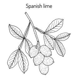 Quenepa Vector Images (43)