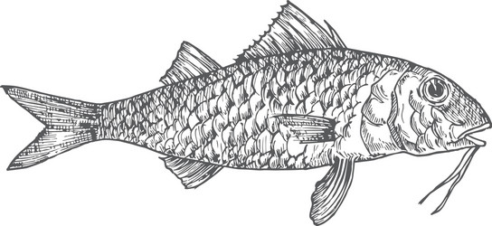 Mullet Vector Images (over 240)