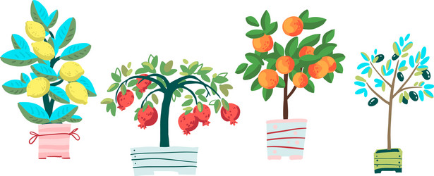 Pomegranate tree growth stages fruit life Vector Image