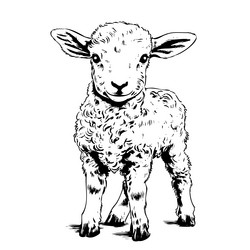 Farm cute little lamb hand drawn sketch Royalty Free Vector