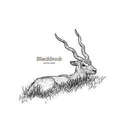 Antelope series blackbuck Royalty Free Vector Image