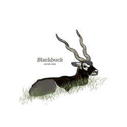 Antelope series blackbuck Royalty Free Vector Image
