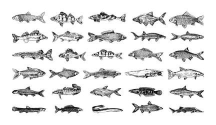 Freshwater Fish Drawing Vector Images (over 2,300)
