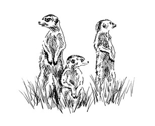Hand drawn a meerkat sketch Royalty Free Vector Image