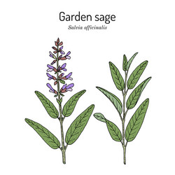 Salvia Officinalis Vector Images (over 190)