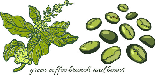 Coffee Engraving Vector Images (over 3,800)