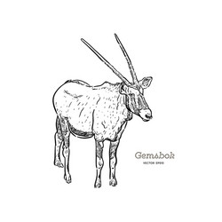 Gemsbok Vector Images (78)