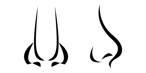 Human nose profile view isolated on white Vector Image