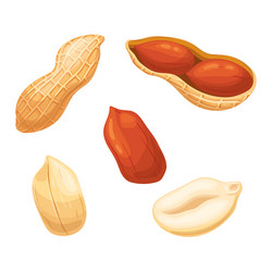 Peanut nut cartoon Royalty Free Vector Image - VectorStock