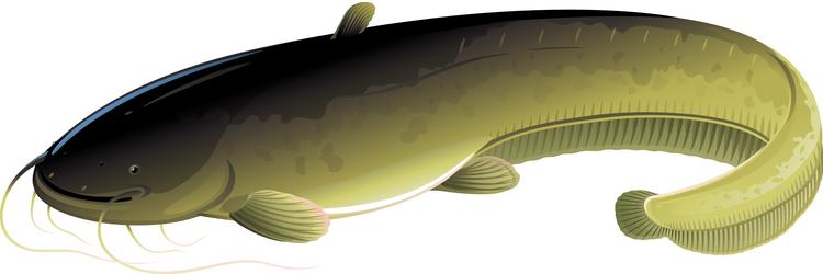 Catfish Vector Images (over 2,200)