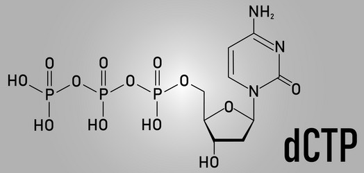 Uridine triphosphate or utp nucleotide molecule Vector Image