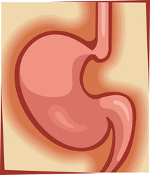 Peritoneum Vector Images (43)