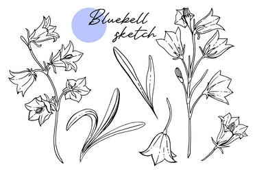 Outline Bluebell Bluebells Vector Images (over 190)