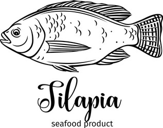 Fresh Tilapia Vector Images (over 100)