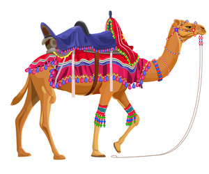 Colorful camel Royalty Free Vector Image - VectorStock
