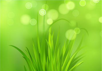 Frash spring green grass background Royalty Free Vector