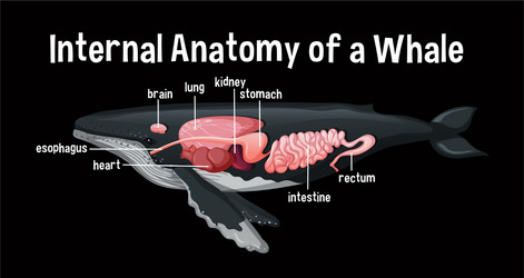 Whale Anatomy Vector Images (56)