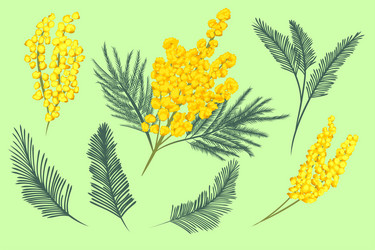 Yellow Wattle Vector Images (over 130)