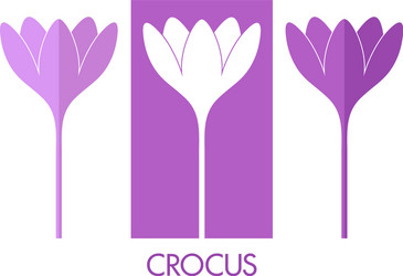 Crocus logo Royalty Free Vector Image - VectorStock