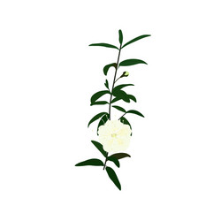 Myrtle Leaf Vector Images (over 220)