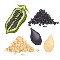 Sesame seed black cartoon Royalty Free Vector Image