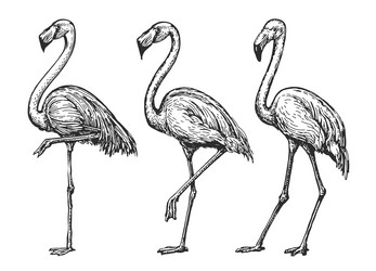 Flamingo Pencil Drawing