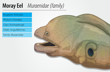 Eels Moray Eel Vector Images (over 300)