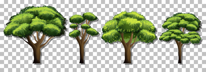Set of various trees on transparent background Vector Image
