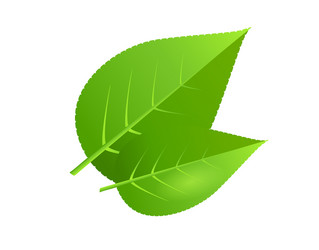 Two green leaves cartoon icon Royalty Free Vector Image