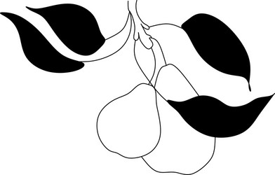 Pear Line Drawing Vector Images (over 2,600)