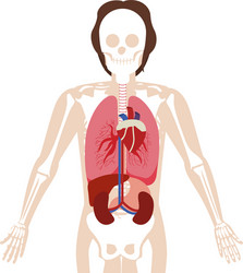 Half body woman with inner organs and bones Vector Image