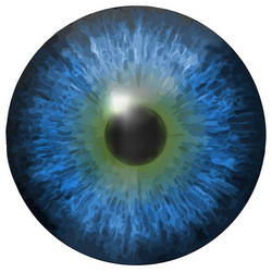 Eye iris texture Royalty Free Vector Image - VectorStock