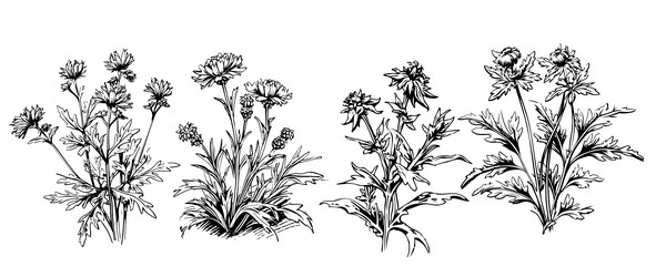 Wild flower field hand drawn sketch in doodle Vector Image