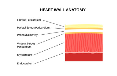Heart wall anatomy Royalty Free Vector Image - VectorStock