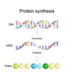 Mrna translation and the synthesis of proteins Vector Image